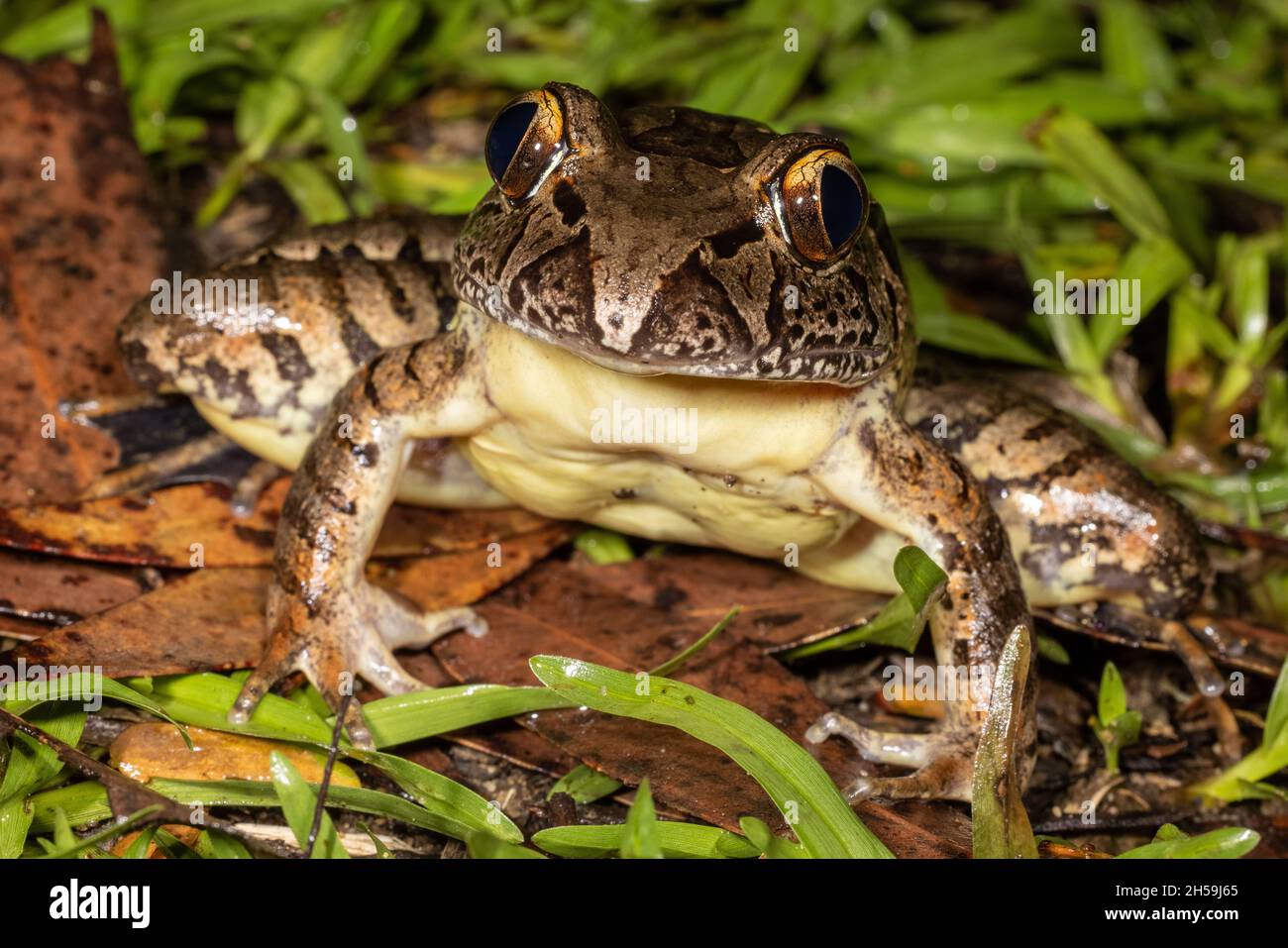 Australian Endangered Giant Barred Frog Stock Photo - Alamy