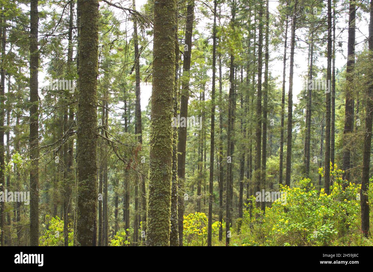 Beautiful landscape with summer coniferous forest. Monarch Butterfly ...