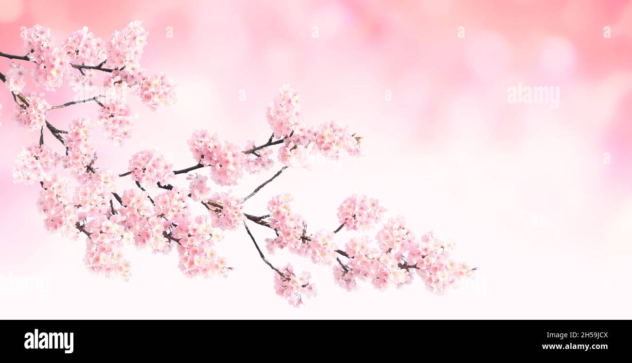 Horizontal banner with sakura flowers of pink color on sunny backdrop ...