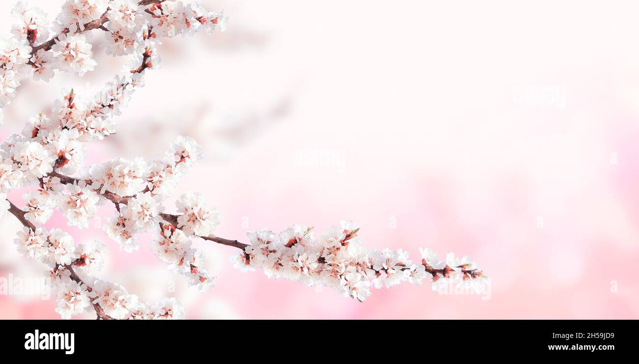Horizontal banner with sakura flowers of white color on pink sunny ...