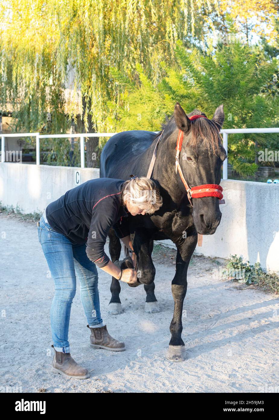 osteopath and horse for an alternative medicine Stock Photo - Alamy