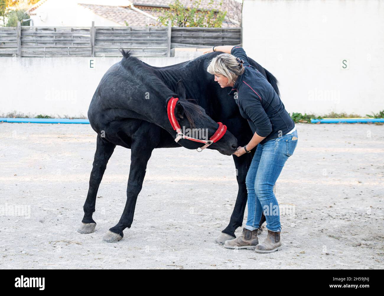 osteopath and horse for an alternative medicine Stock Photo - Alamy