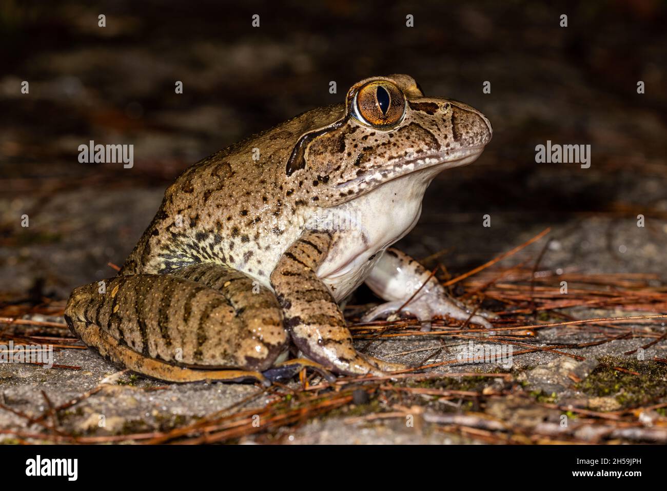 Australian Endangered Giant Barred Frog Stock Photo - Alamy