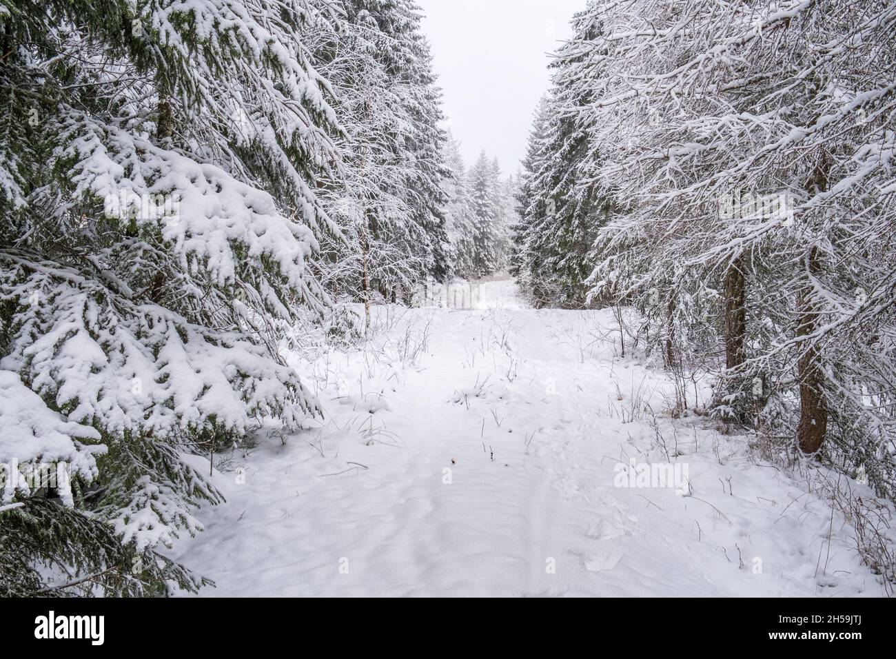 Nature path through snowy larch trees and spruces in winter Stock Photo ...