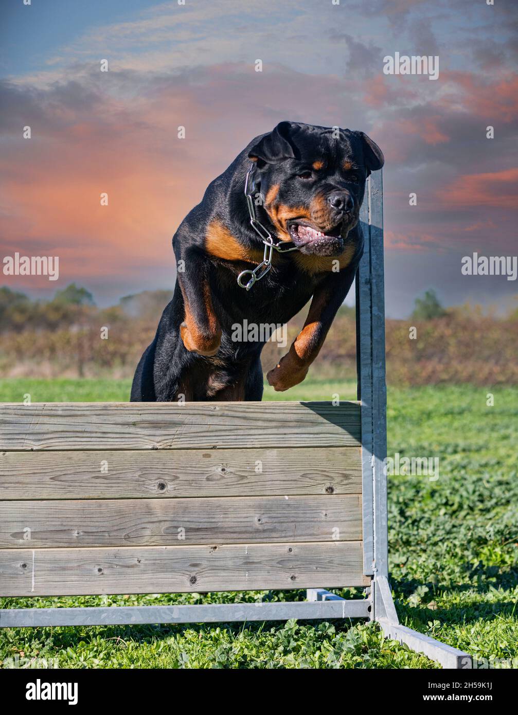 young rottweiler training in the k9 with his owner Stock Photo - Alamy