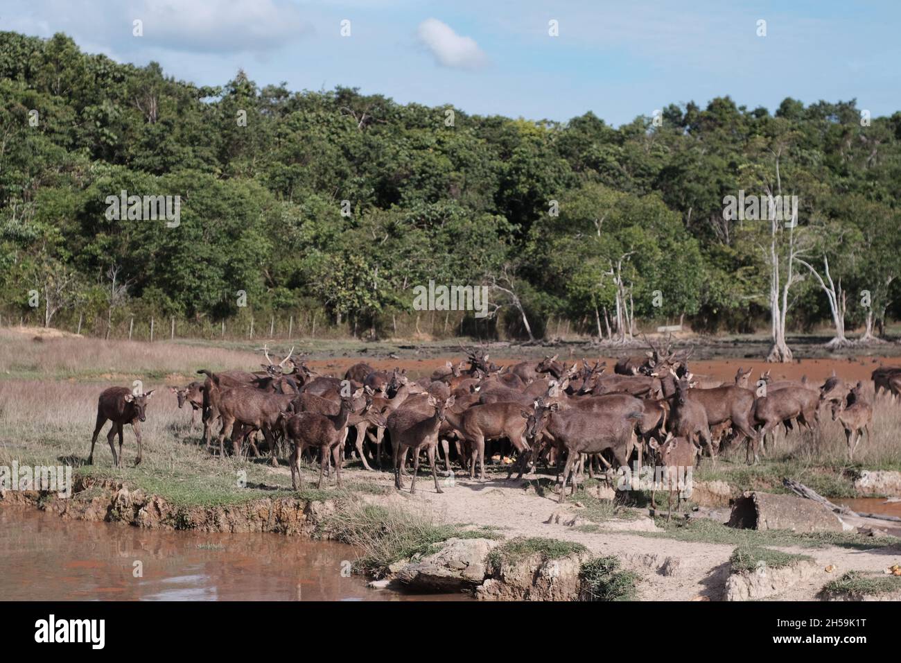 Herd pack hi-res stock photography and images - Alamy