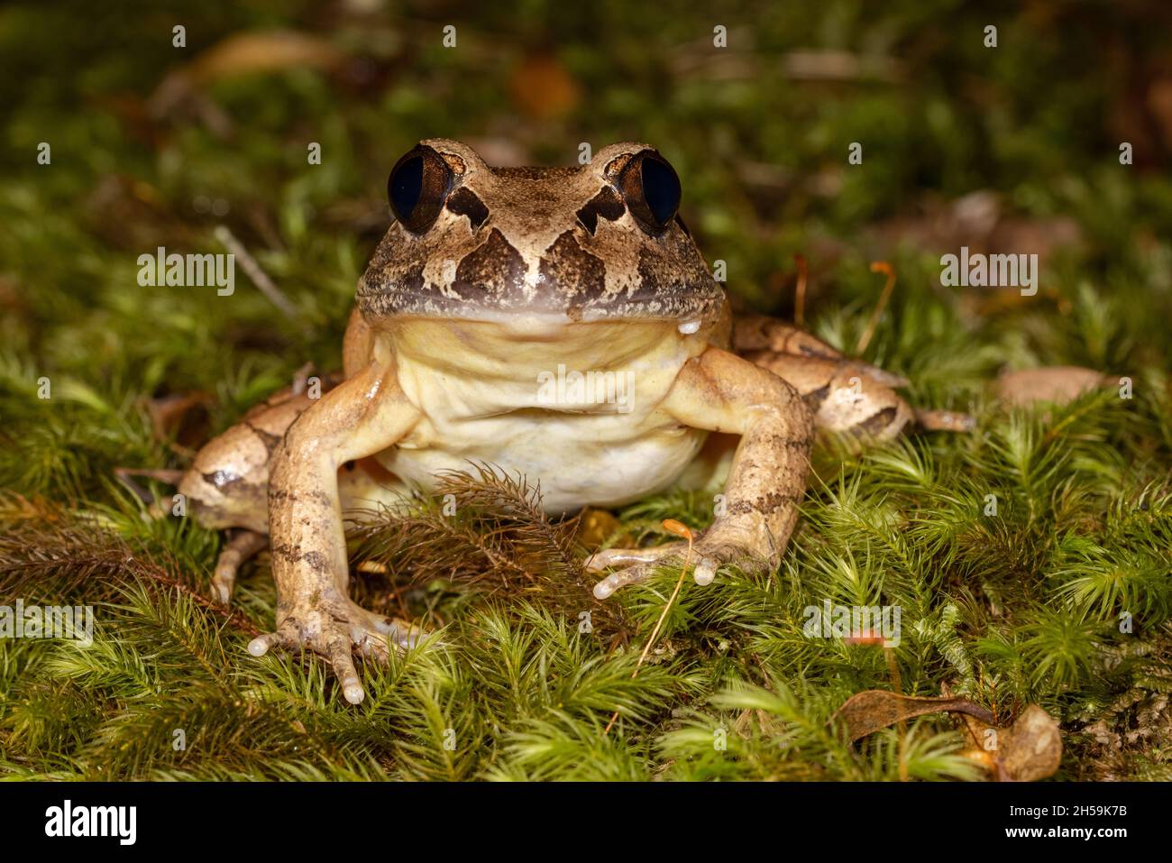Stuttering frog hi-res stock photography and images - Alamy