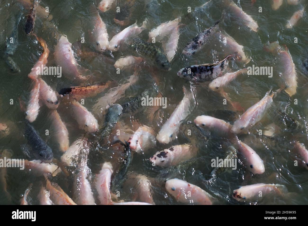 feeding fish frenzy Stock Photo - Alamy