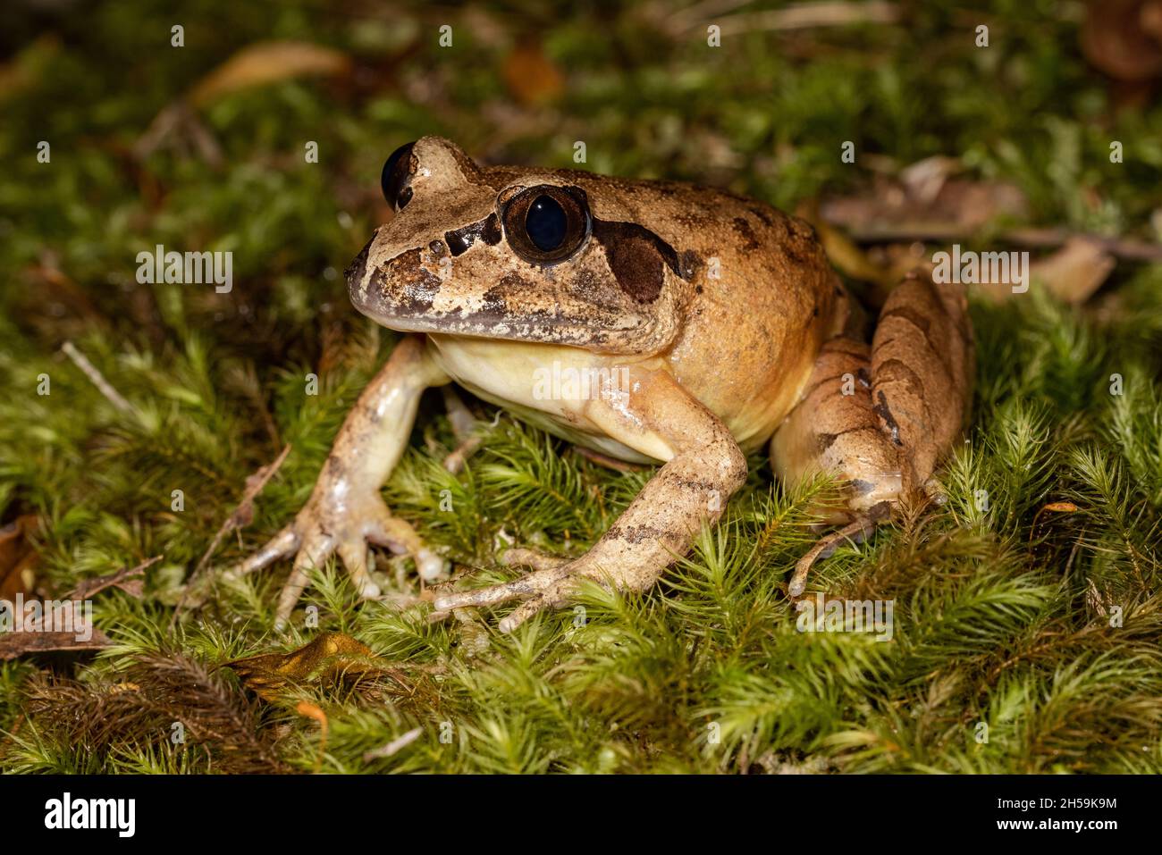 Australian frog species hi-res stock photography and images - Alamy