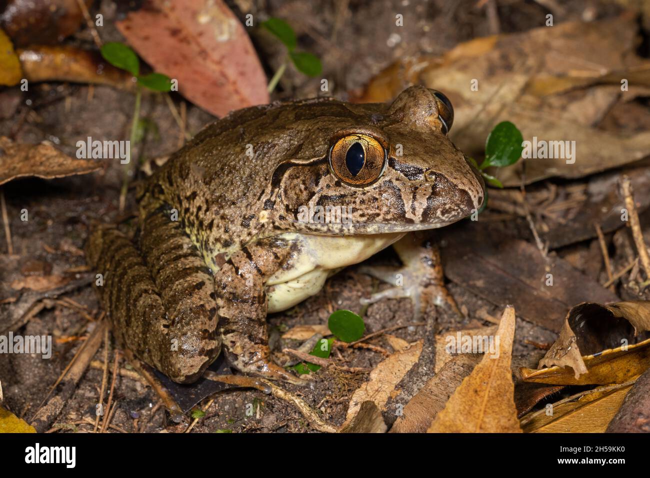 Endangered frog australia hi-res stock photography and images - Alamy