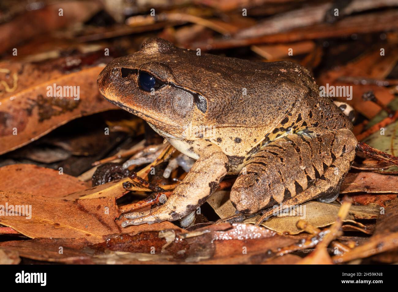 Australian Great Barred Frog on the rainforest floor Stock Photo - Alamy