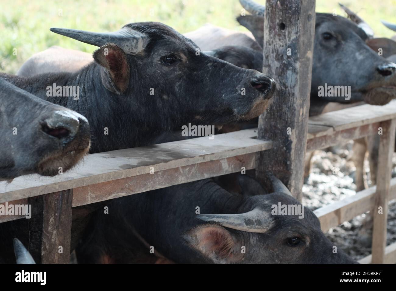 Buffalo farm hi-res stock photography and images - Alamy