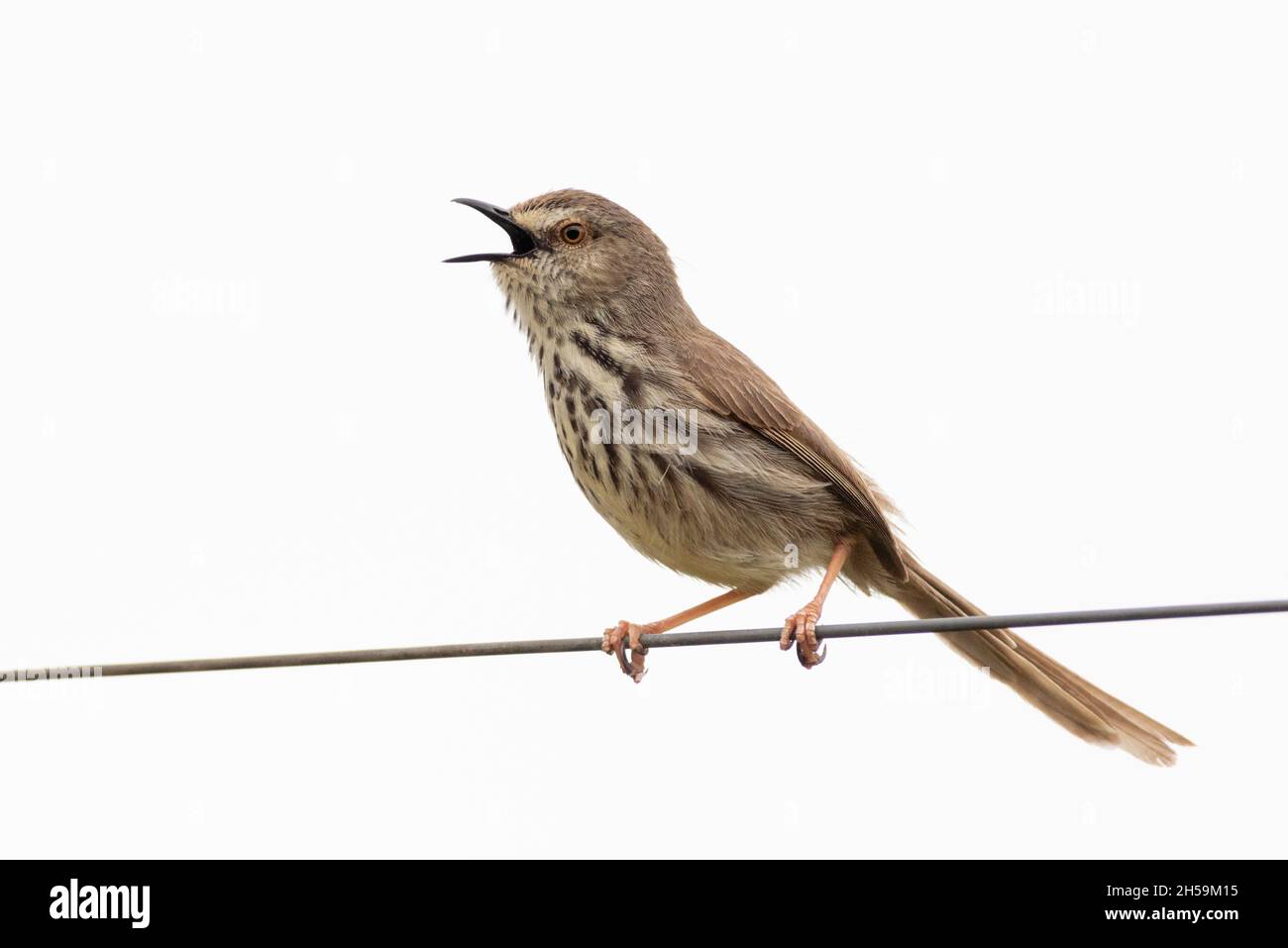 Karoo Prinia (Prinia maculosa) calling, Baviaans River Valley near ...