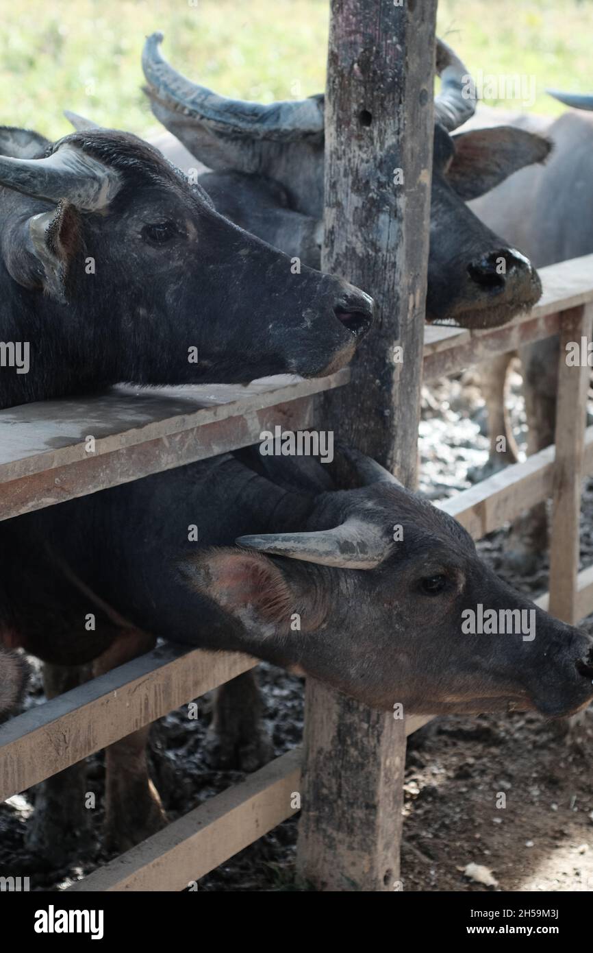 Buffalo farm hi-res stock photography and images - Alamy