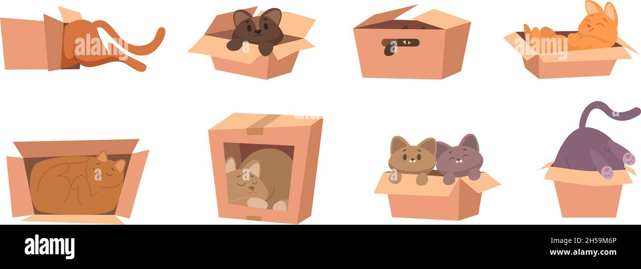 Cat in box. Funny kitty playing and sitting in cardboard box gift with ...