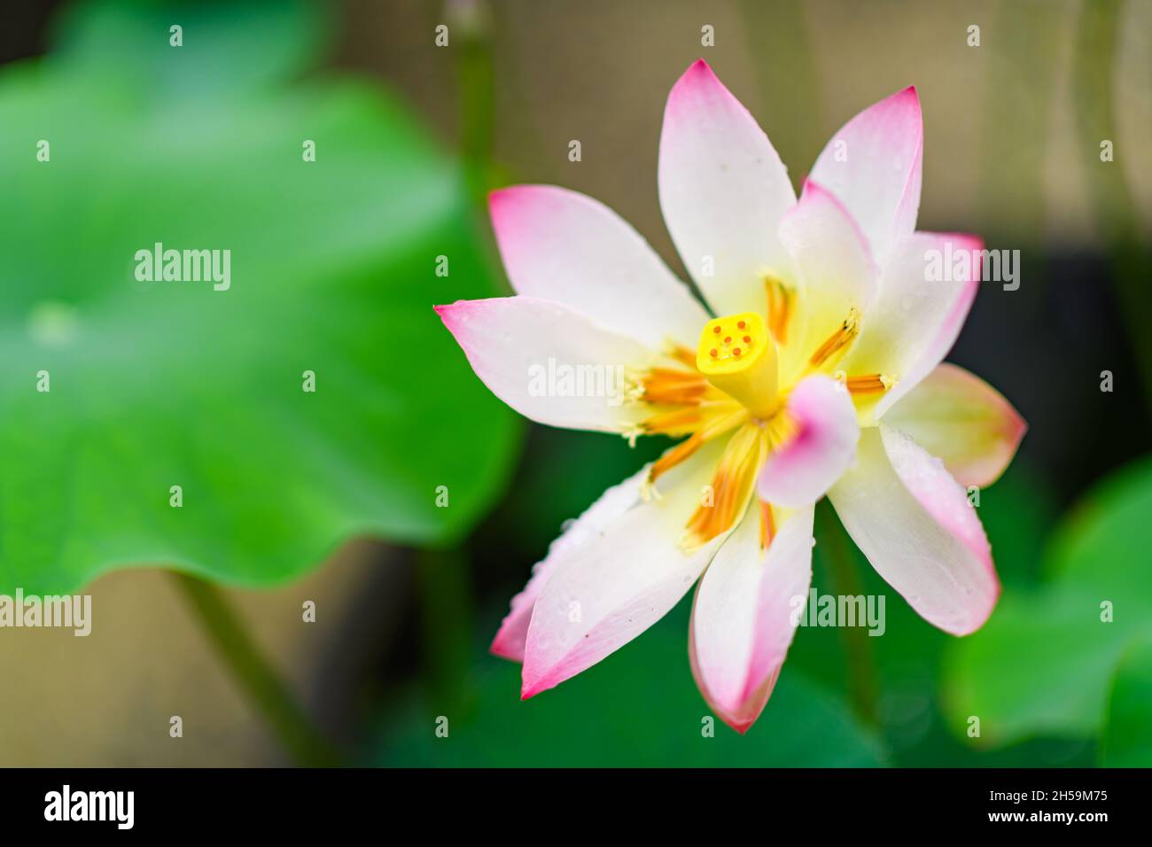 Beautiful pink lotus flower in full bloom at Toshodaiji Temple, Nara ...