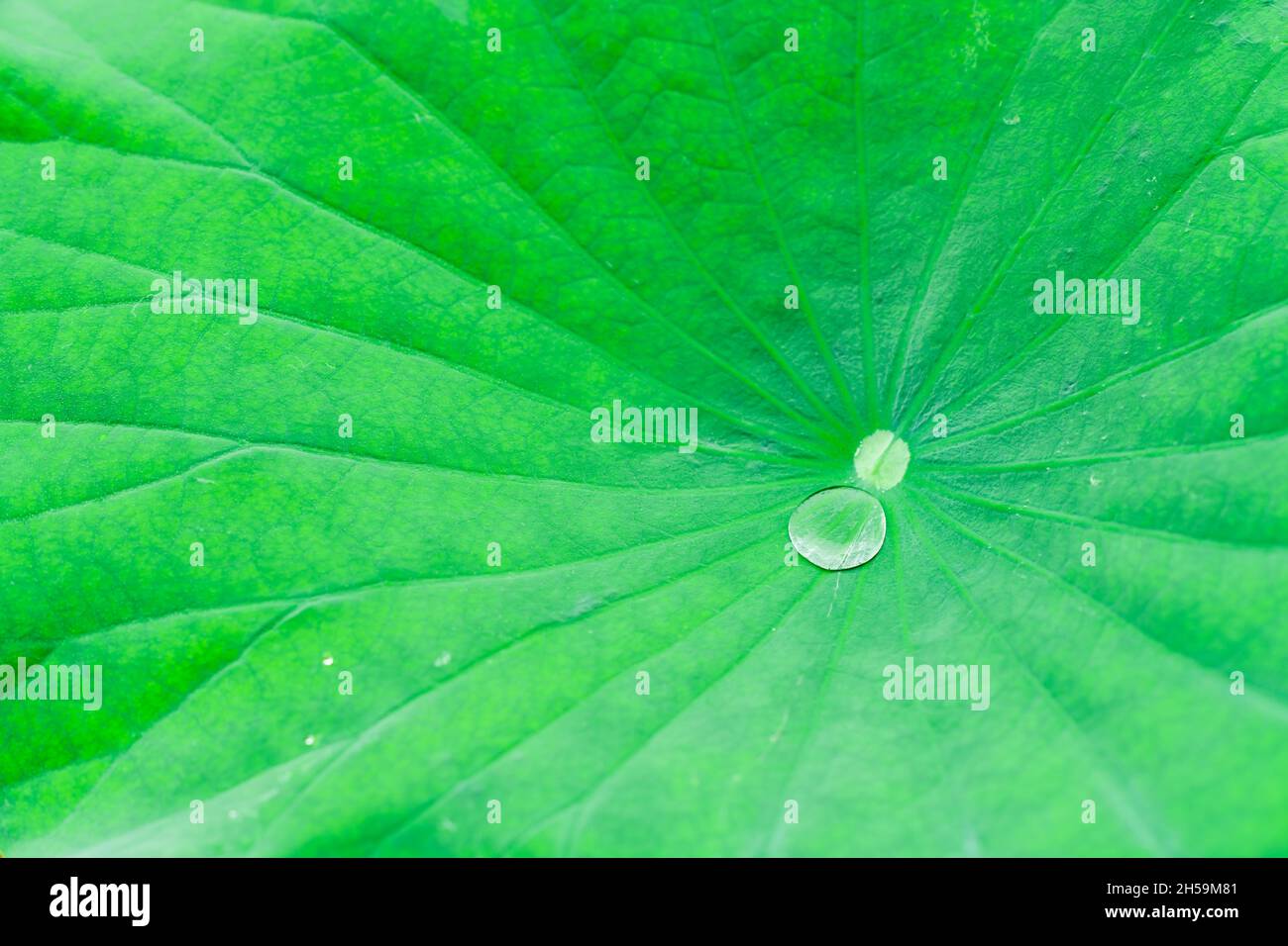 Water droplet on huge lotus leaf, Nara, Japan Stock Photo - Alamy