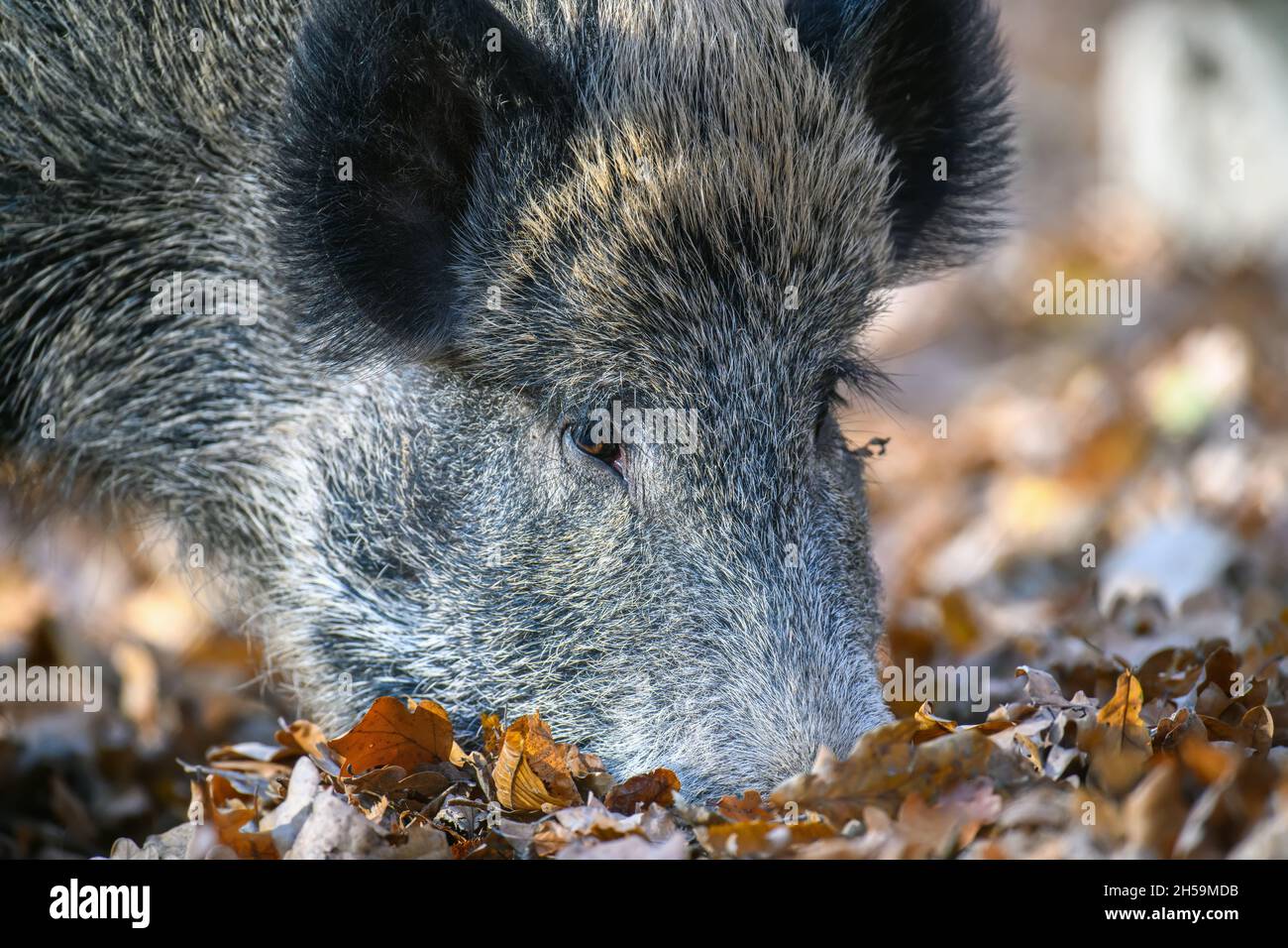 Male boar in an autumn forest looks for acorns in a fallen leaf ...
