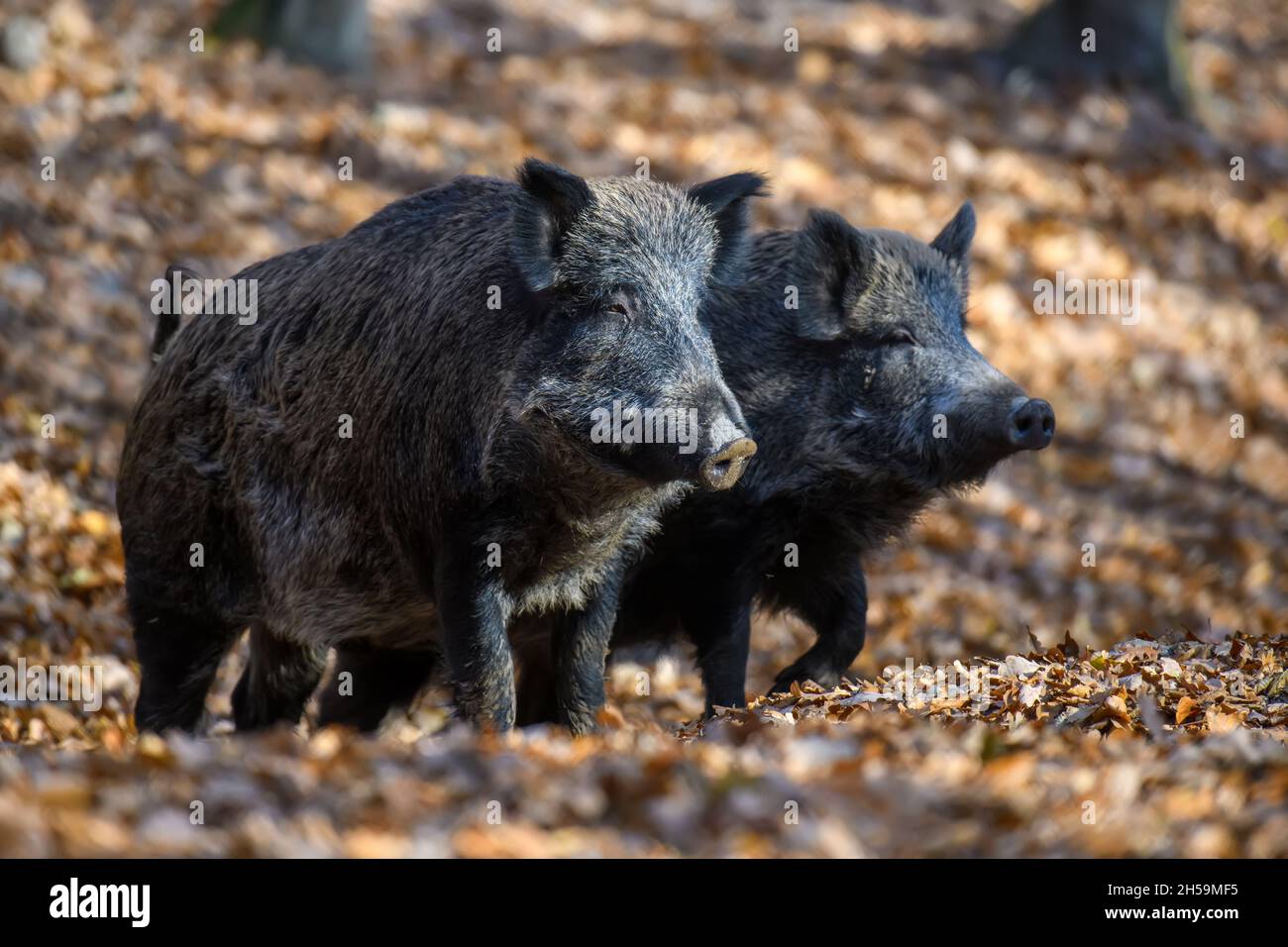 Male Wild boar in autumn forest. Wildlife scene from nature Stock Photo ...