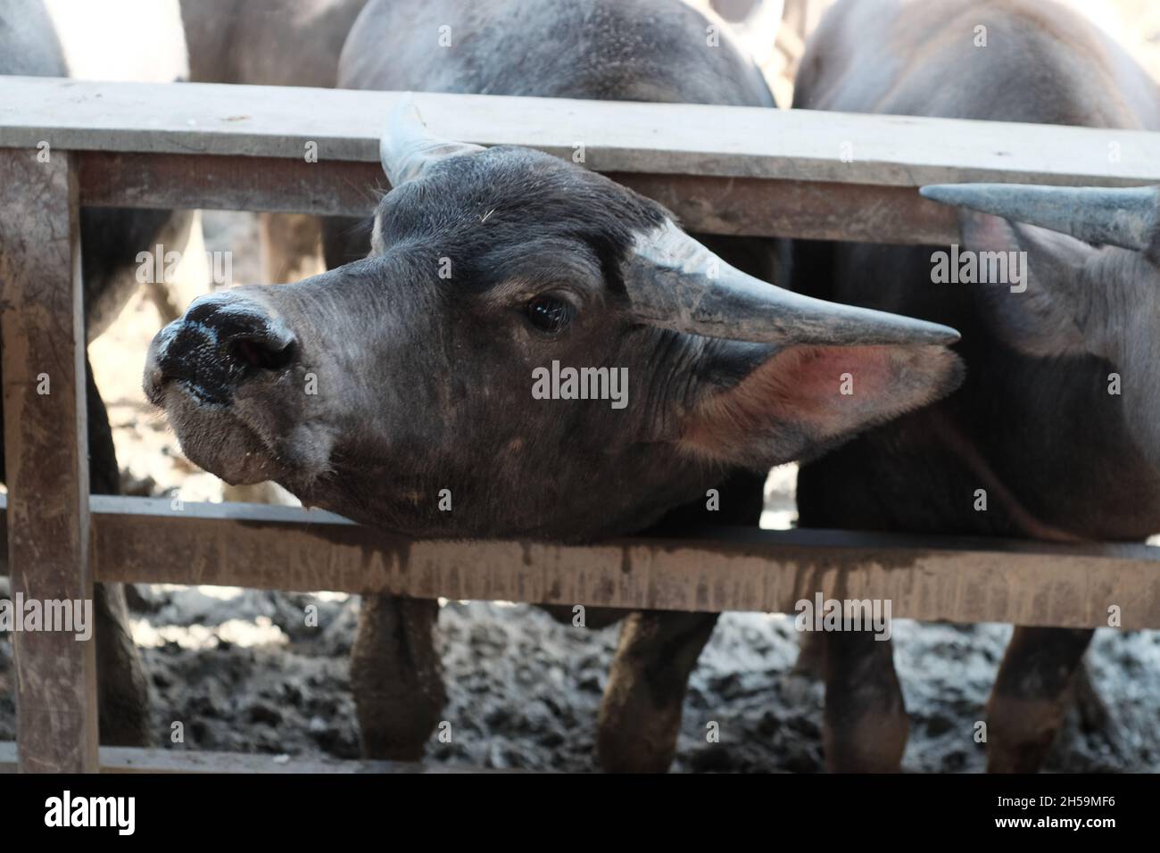 Buffalo farm hi-res stock photography and images - Alamy