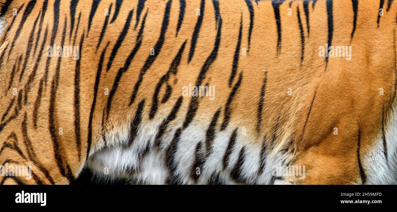 Closeup real tiger skin texture. Tigris fur background texture image ...