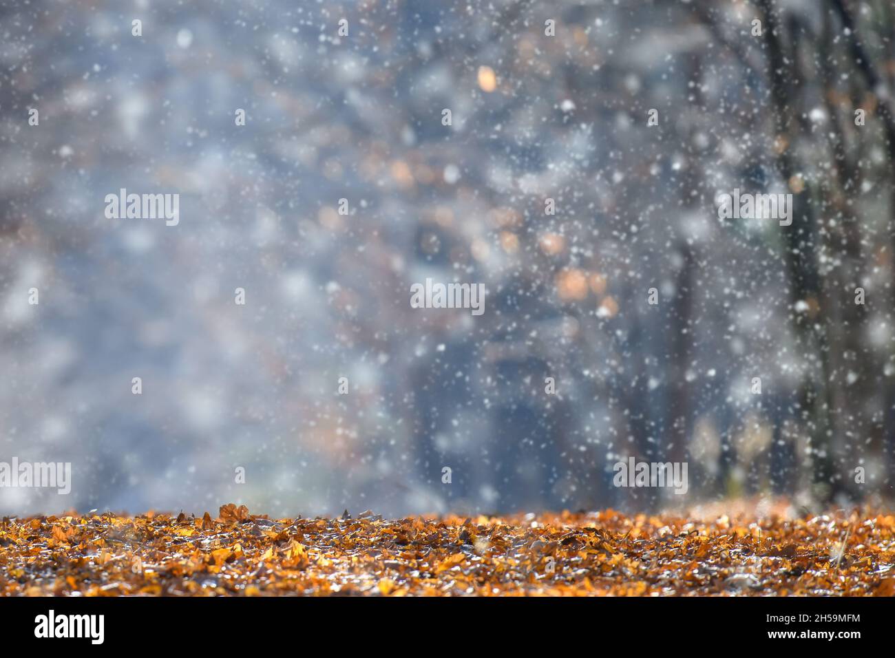 First snow falls on leaves hi-res stock photography and images - Alamy
