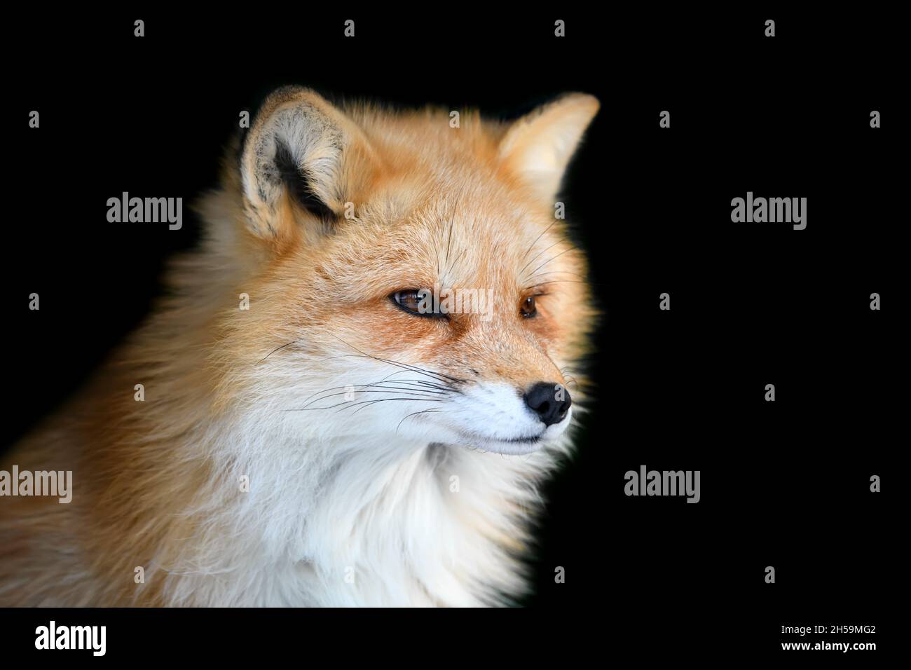 Fox Animal Face Side