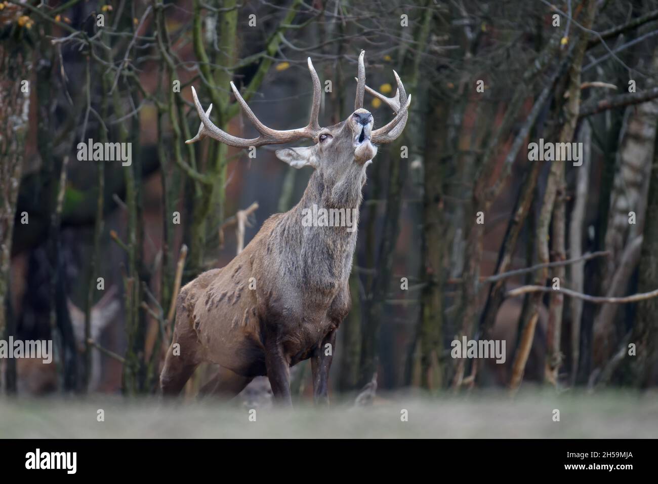 Majestic red deer roaring in autumn forest. Animal in nature habitat ...