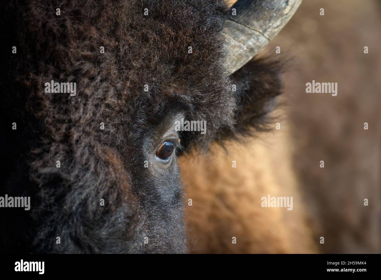 Close detail eye portrait of European bison. Eye of big brown animal in ...