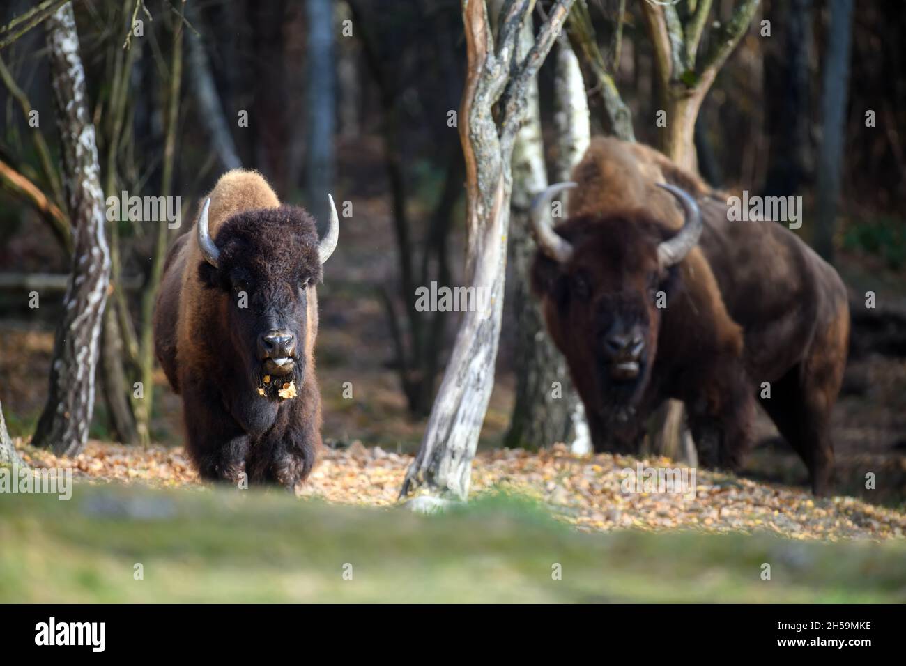 Wild adult Bison in the autumn forest. Wildlife scene from spring ...
