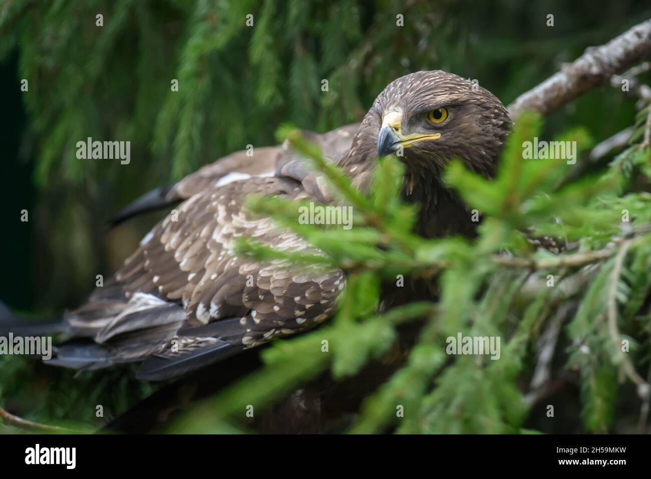 Lesser Spotted Eagle (Aquila pomarina) on pine tree Stock Photo - Alamy