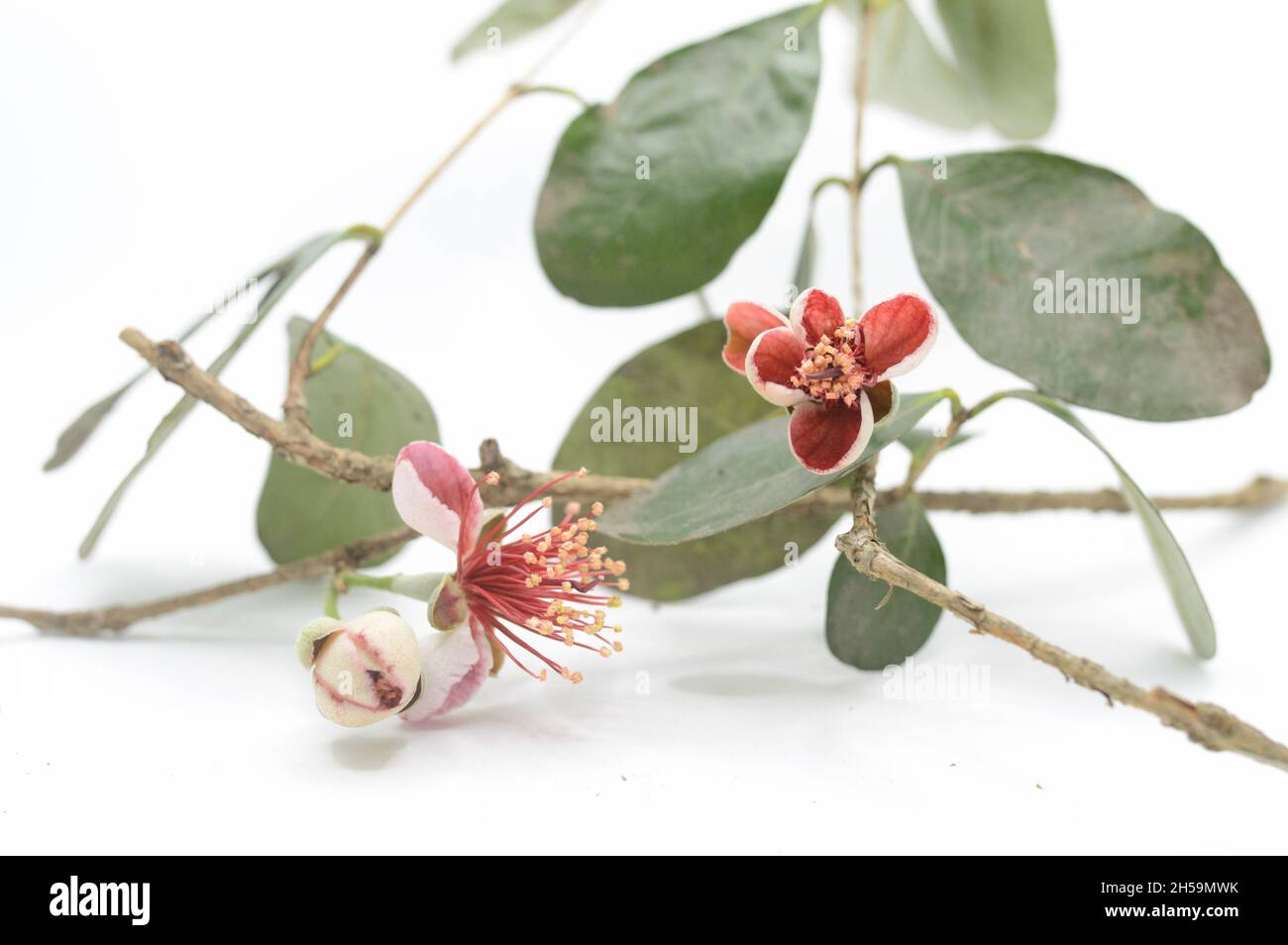 Feijoa leaves on white hi-res stock photography and images - Alamy