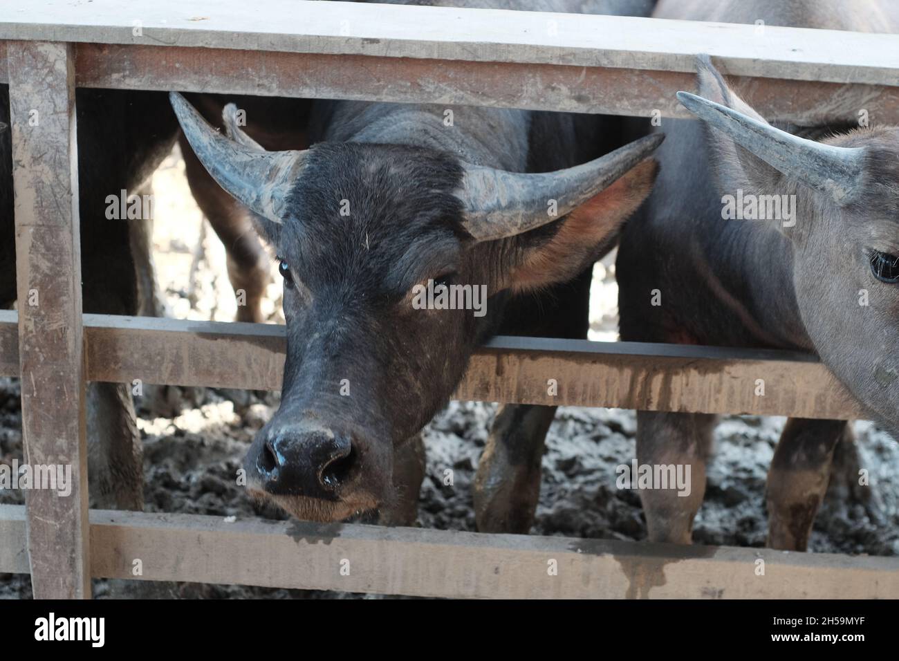 Buffalo farm hi-res stock photography and images - Alamy