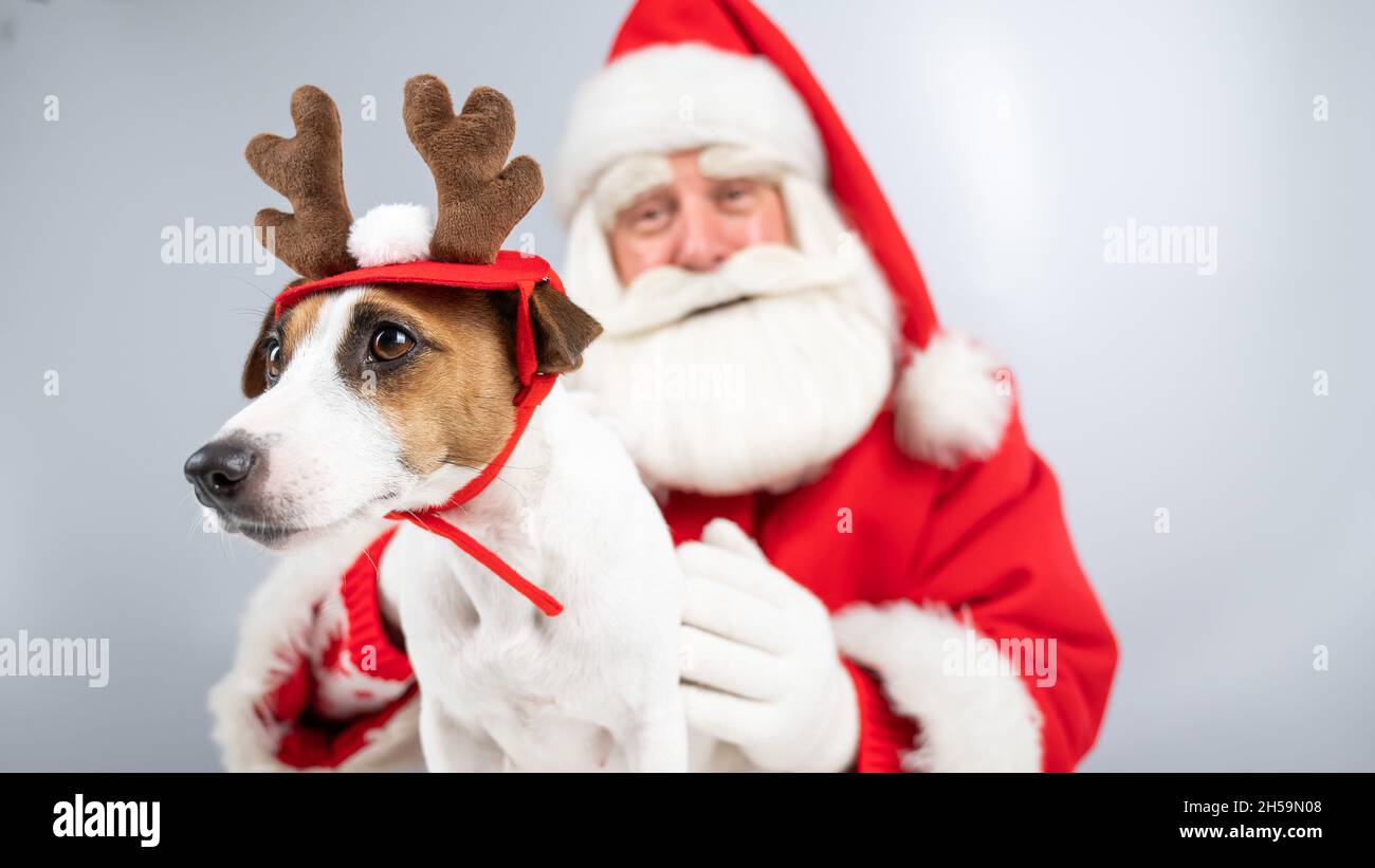 Santa claus and jack russell terrier dog dressed as a reindeer, santa's ...