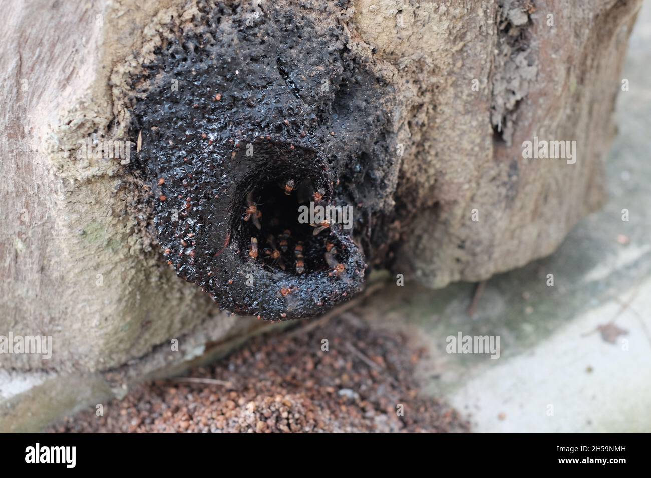 stingless bee hive Stock Photo - Alamy