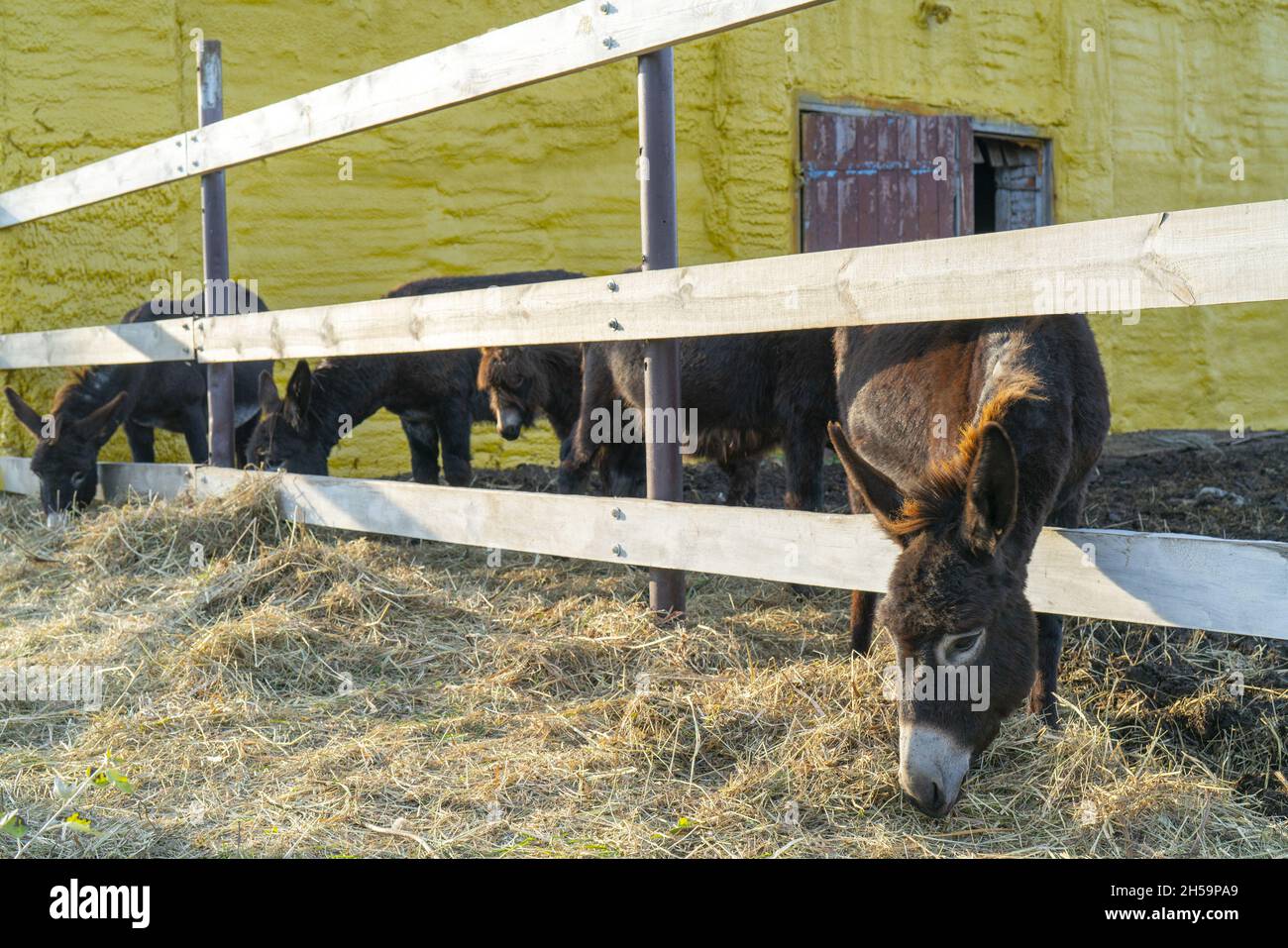 Black donkeys hi-res stock photography and images - Alamy