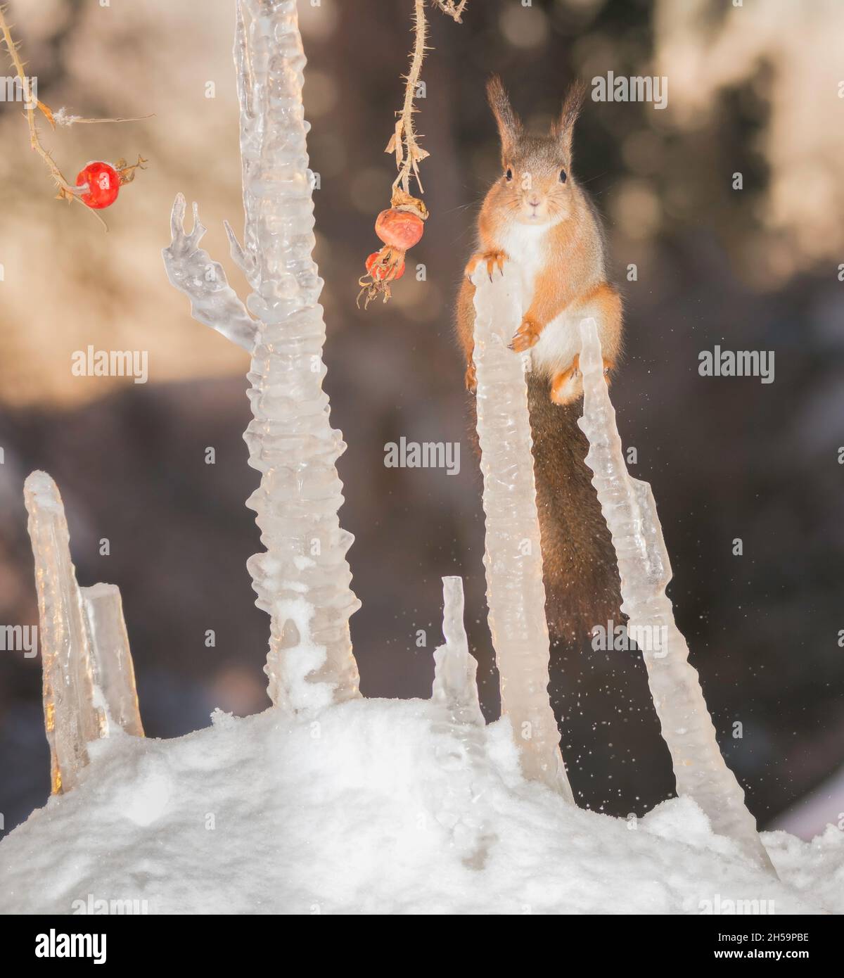 Funny icicles hi-res stock photography and images - Alamy