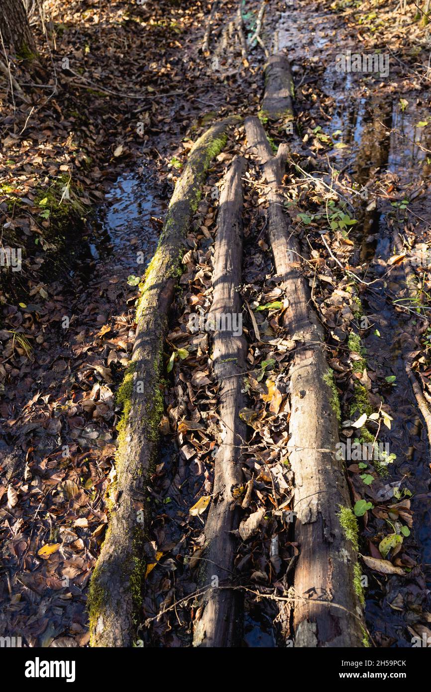 Wooden decking to overcome the swamp Stock Photo - Alamy