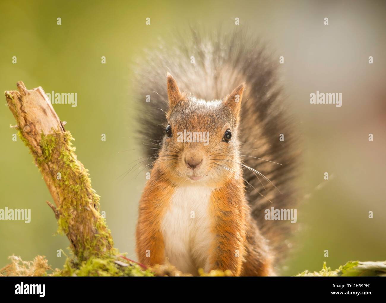 Squirrel watching you hi-res stock photography and images - Alamy