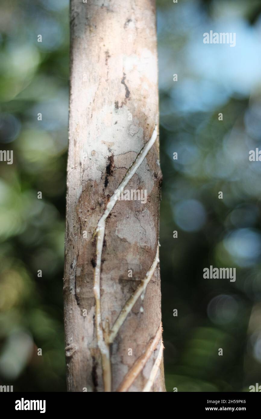 Rubber tapping hi-res stock photography and images - Alamy
