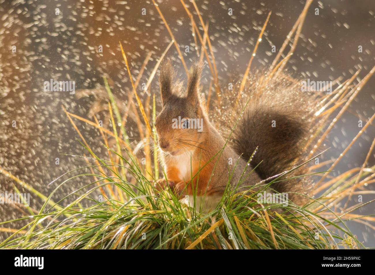 red squirrel standing between grass with rain Stock Photo - Alamy