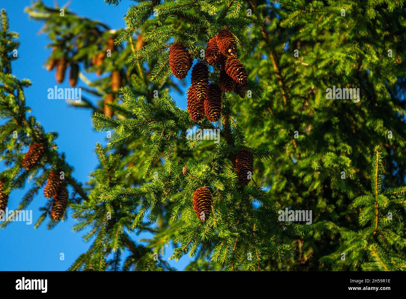 Spruce tree branch with cones nature background. Summer forest details ...