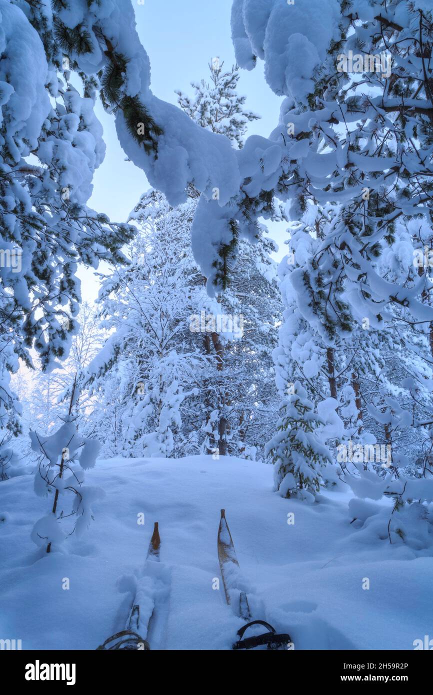 Swedish woodland hi-res stock photography and images - Alamy