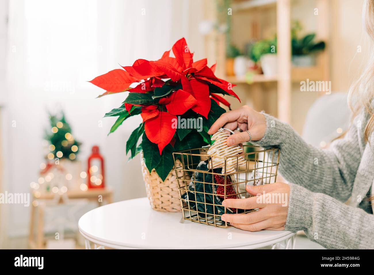 Poinsettia pot christmas light hi-res stock photography and images - Alamy