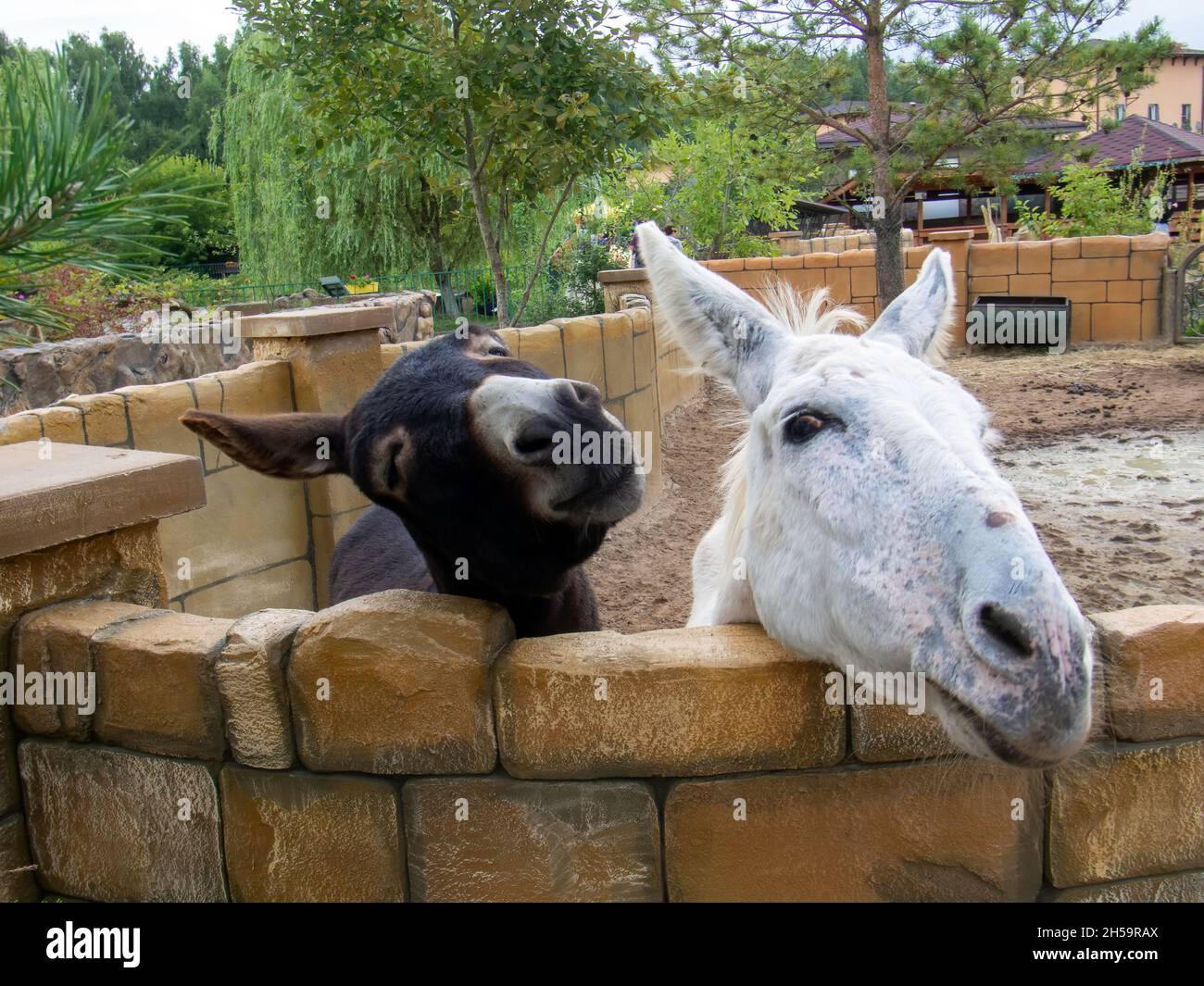 black and white donkeys in the zoo, in summer Stock Photo - Alamy