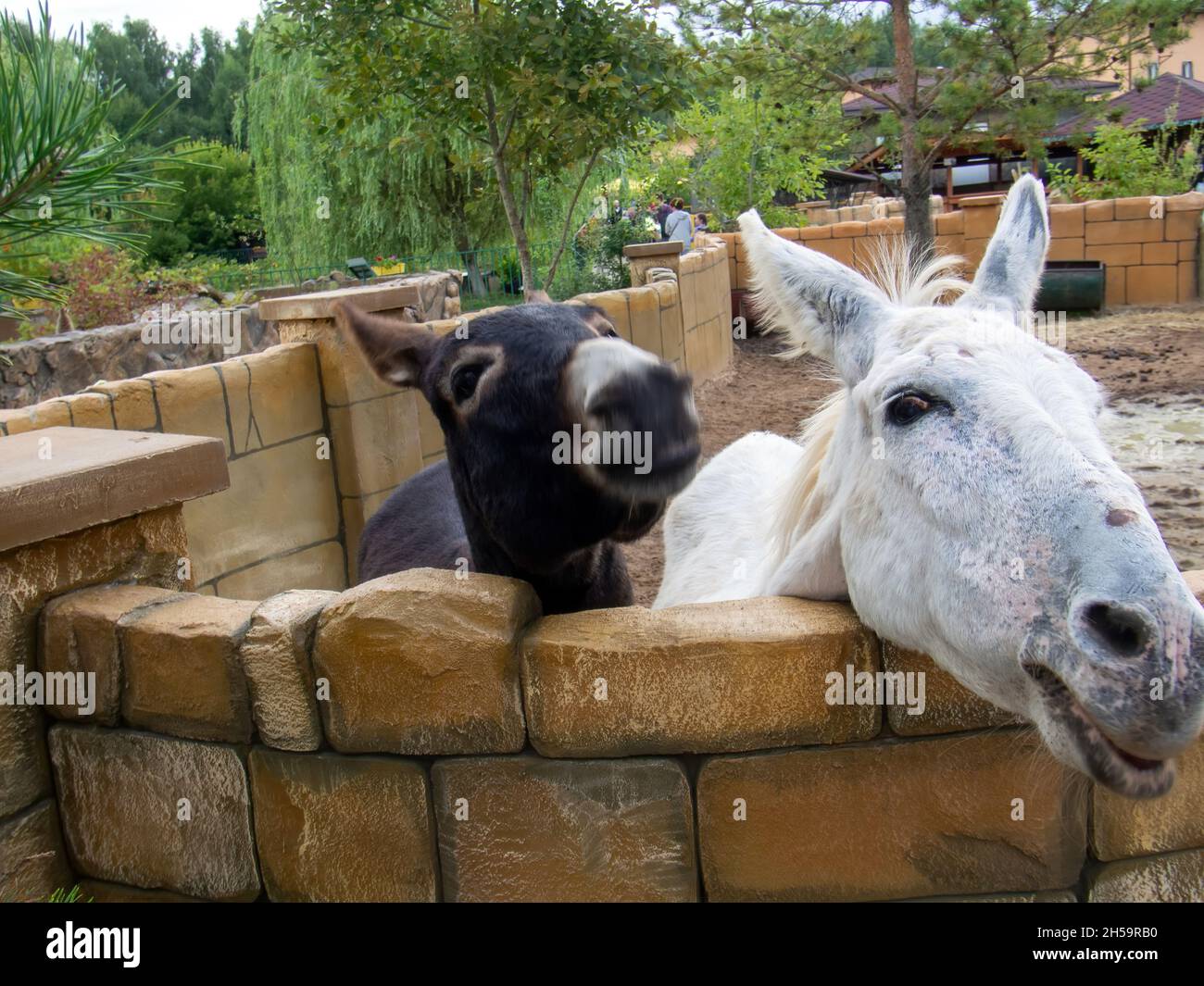 black and white donkeys in the zoo, in summer Stock Photo - Alamy