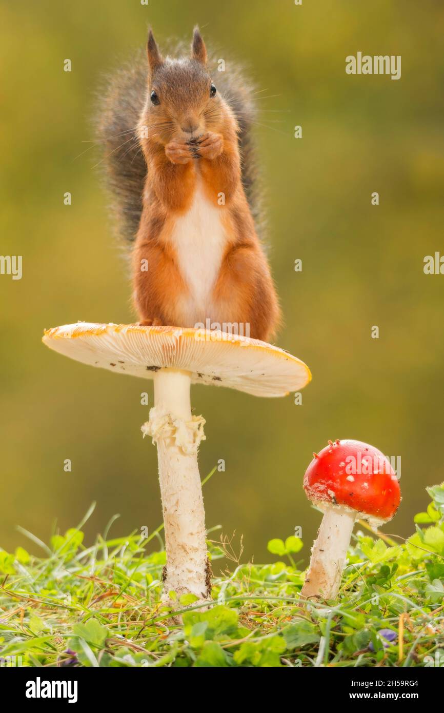 red squirrel standing on mushroom Stock Photo - Alamy