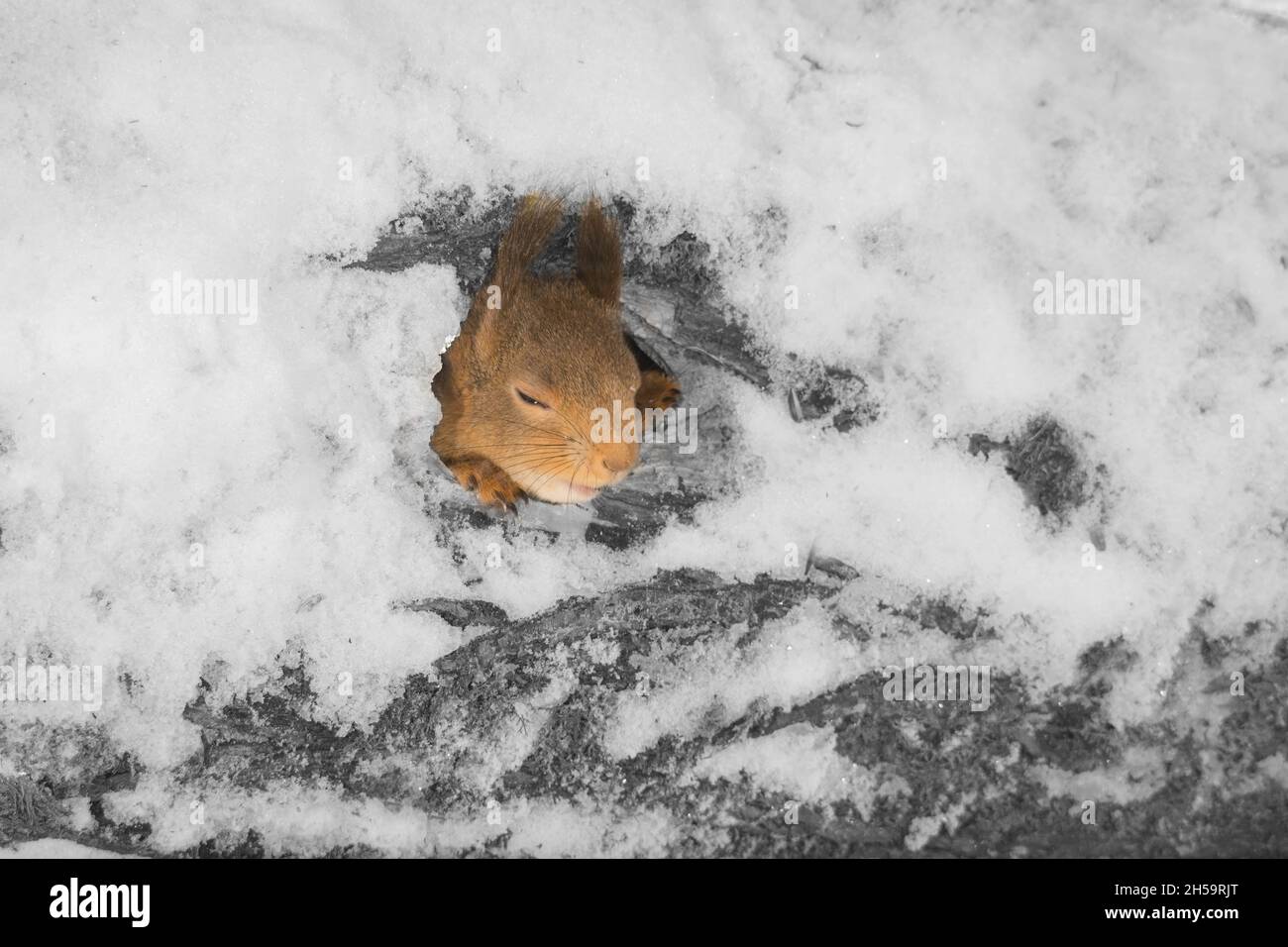 Hole in the ground snow hi-res stock photography and images - Alamy