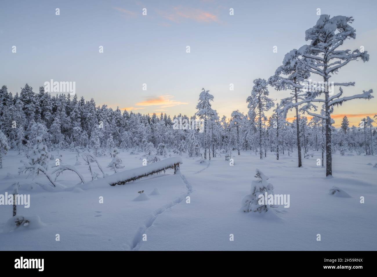 Swedish forest hi-res stock photography and images - Alamy