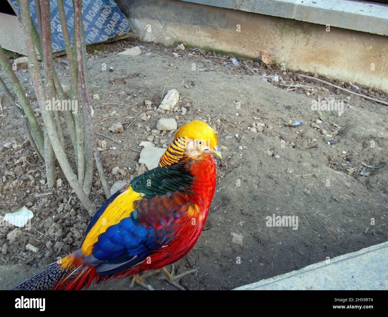 bright multi-colored pheasant in zoo, in summer Stock Photo - Alamy